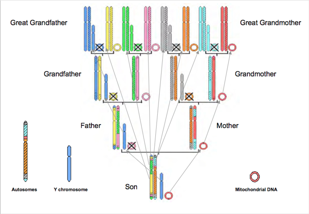 LESSON 1: An Overview of the Types of DNA Used By Genetic Genealogists ...
